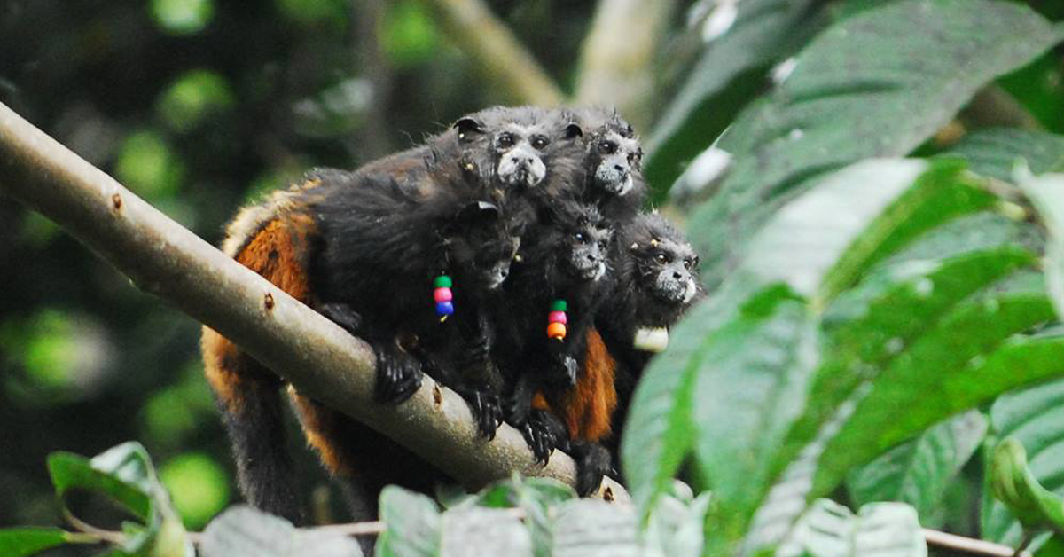 Primate Ecology - Field Projects International